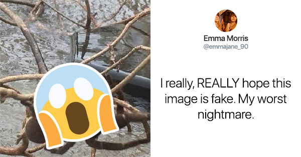 Massive Spider Seen Clinging To Tree Branches Is Rescued From ...