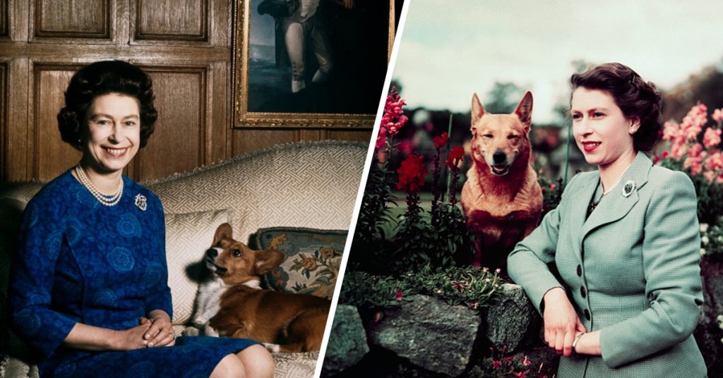 Brave Corgi Does A 'Trust Fall', And The Internet Is In Love