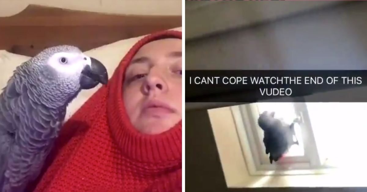 Barney The Parrot Shows Off His Many Talents — And The Internet Is ...